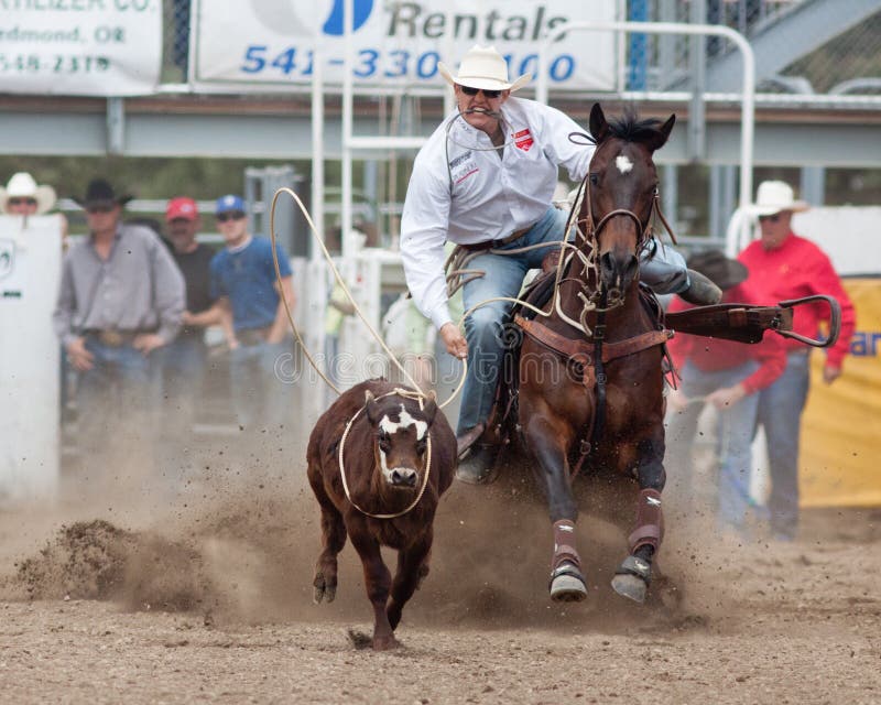 Steer Roping - Sisters, Oregon PRCA Pro Rodeo 2011 Editorial Image ...