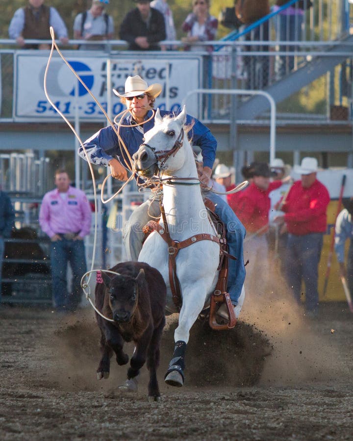 Steer Roping - Sisters, Oregon Rodeo 2011 Editorial Stock Photo - Image ...