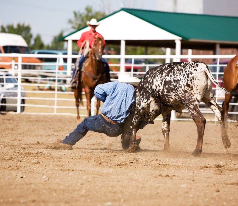 Steer Wrestling stock photo. Image of cattle, bull, mammal - 8788852