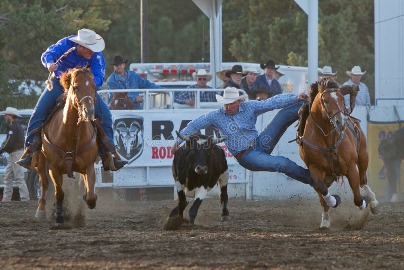 Steer Wrestling - PRCA Sisters, Oregon Rodeo 2011 Editorial Photography ...