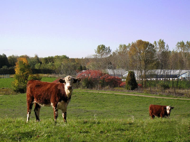 Steers Picture. Image: 1330714