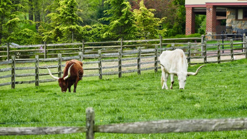 Steers in field stock image. Image of steers, brown - 146150467