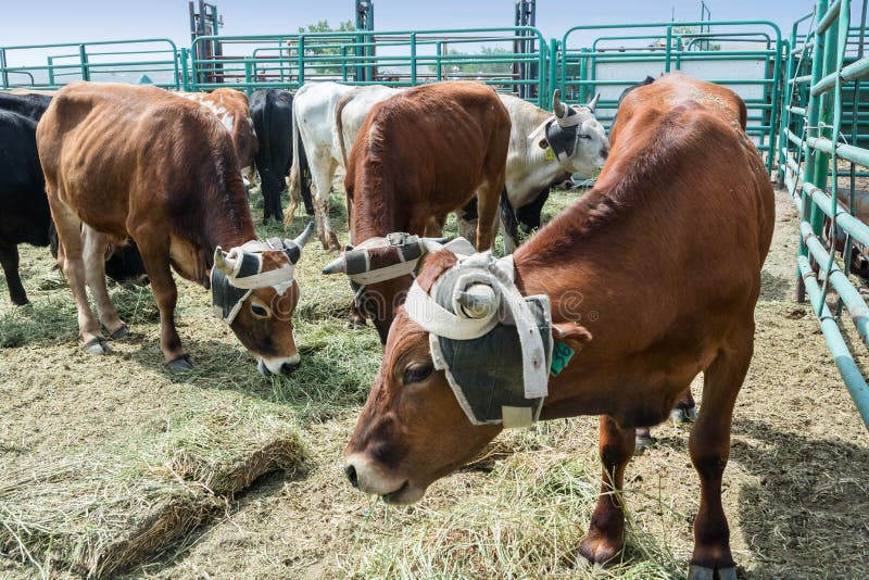 Steers Ready for a Rodeo Event Stock Image - Image of animal, chestnut ...