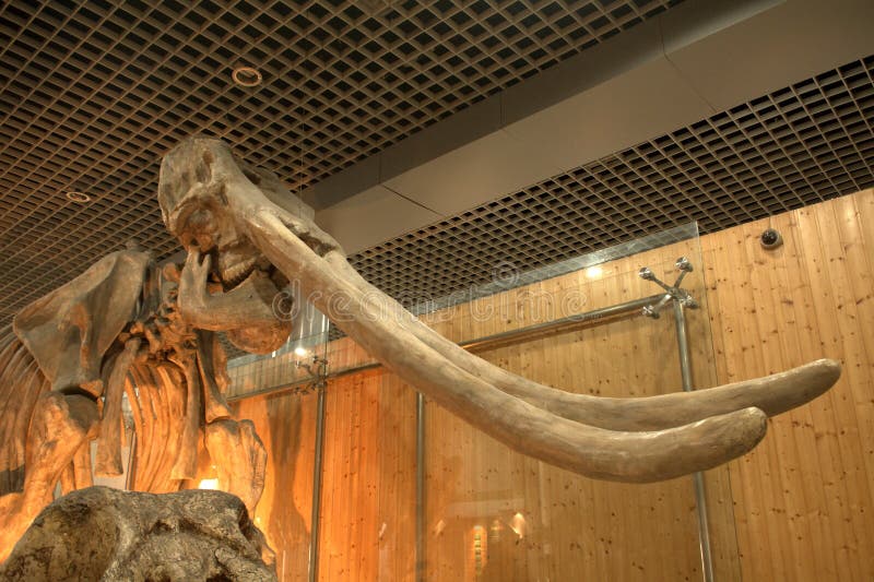 Stegodon Zdanskyi, Beijing, China Editorial Photo - Image of biology ...