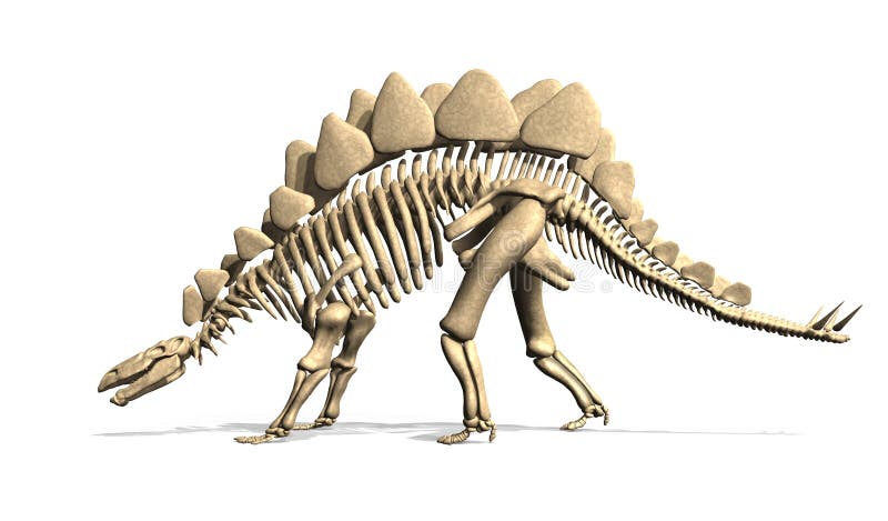Stegosaurus Skeleton from Side Stock Illustration - Illustration of ...