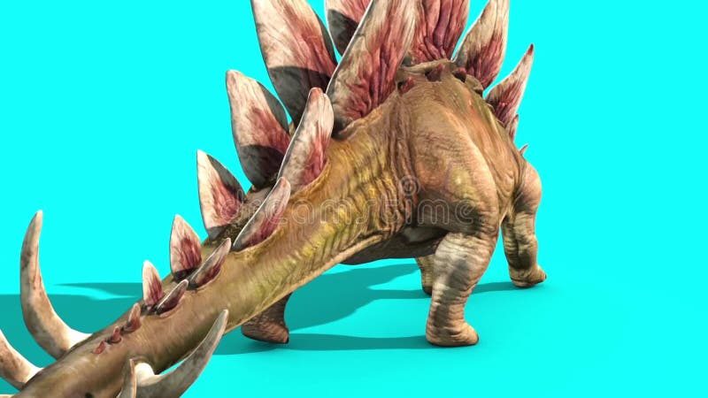 Stegosaurus Walkcycle Dinosaurs Down Blue Screen 3D Rendering Animation ...