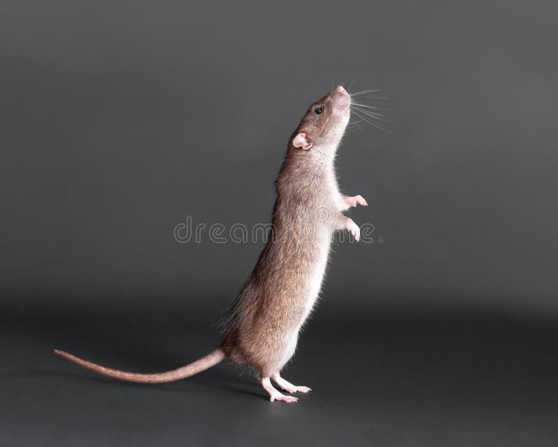 Stehende schwarze Ratte stockbild. Bild von haar, hintergründe - 11431125