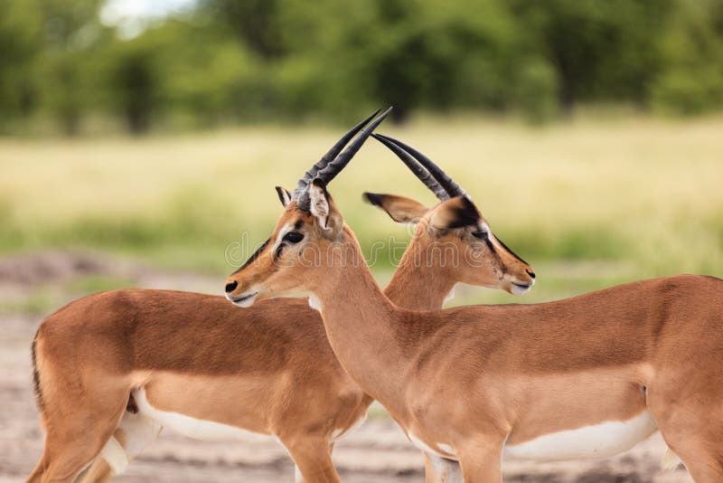 Zwei Antilopen Stehen Einander Gegenüber, Naukluft Nationalpark ...