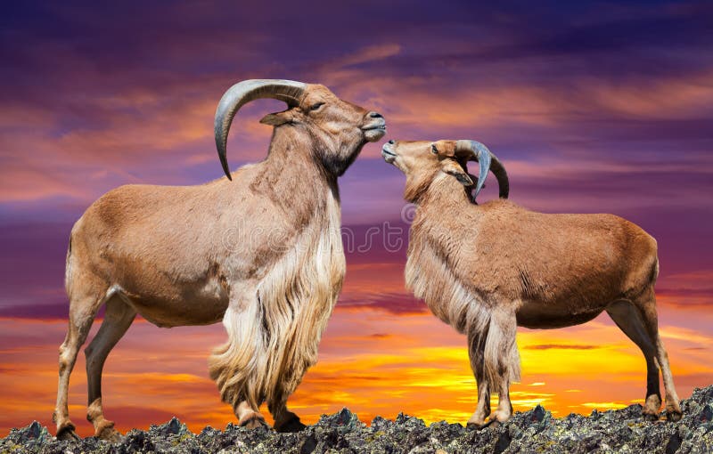 Stehende Paare von Schafen stockbild. Bild von sonnenuntergang - 69068619