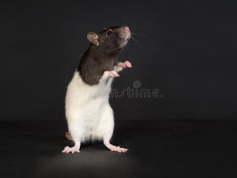 Stehende schwarze Ratte stockbild. Bild von neugier, haustiere - 11431125