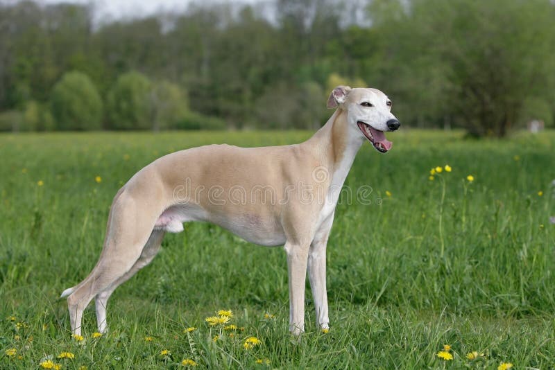 Stehender whippet Hund stockfoto. Bild von windhund, interessiert ...