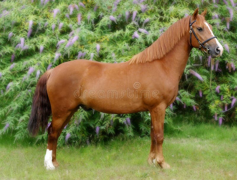 Kastanie-Pferd Im Zaum Headshot Stockfoto - Bild von kopf, reiter: 24811856