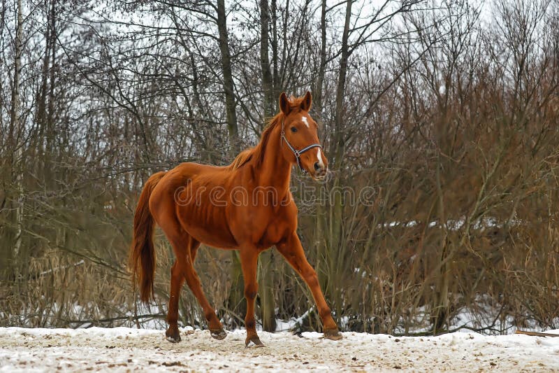 Stehendes Pferd getrennt stockfoto. Bild von landschaft - 40196888