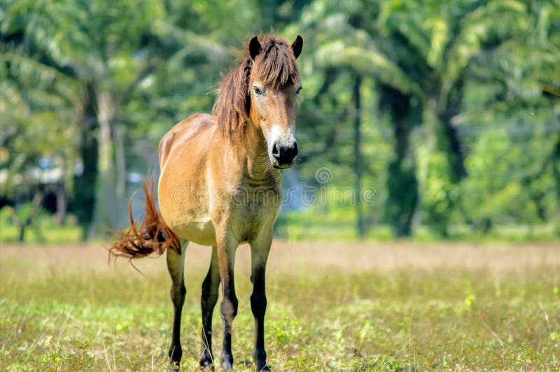 Stehendes Pferd getrennt stockfoto. Bild von umgebung - 42343902