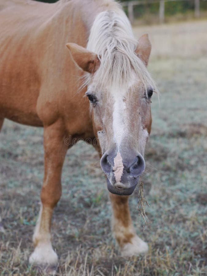 Stehendes Pferd getrennt stockfoto. Bild von nett, nave - 43266532