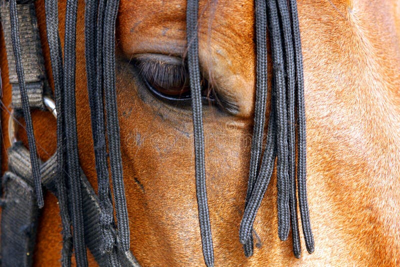 Stehendes Pferd getrennt stockfoto. Bild von pferde, süd - 47712762