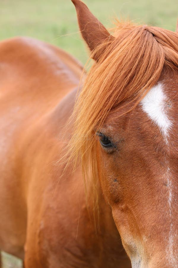 Stehendes Pferd getrennt stockfoto. Bild von gesicht - 49946094
