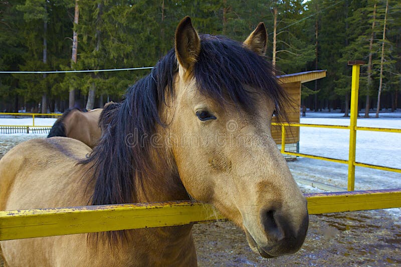 Stehendes Pferd getrennt stockfoto. Bild von reiter, tier - 52370758