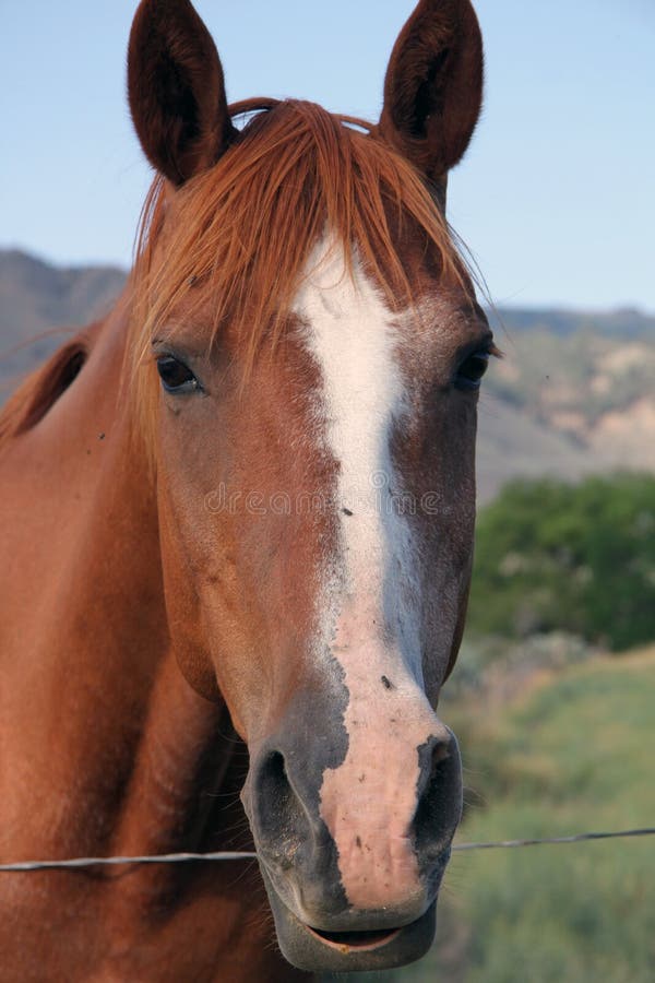 Stehendes Pferd getrennt stockbild. Bild von zaun, feld - 57035703