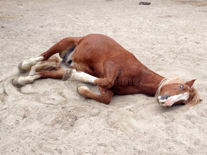 Stehendes Pferd getrennt stockfoto. Bild von freiheit - 60867090