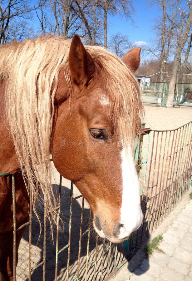 Stehendes Pferd getrennt stockbild. Bild von leute, kastanie - 60867059