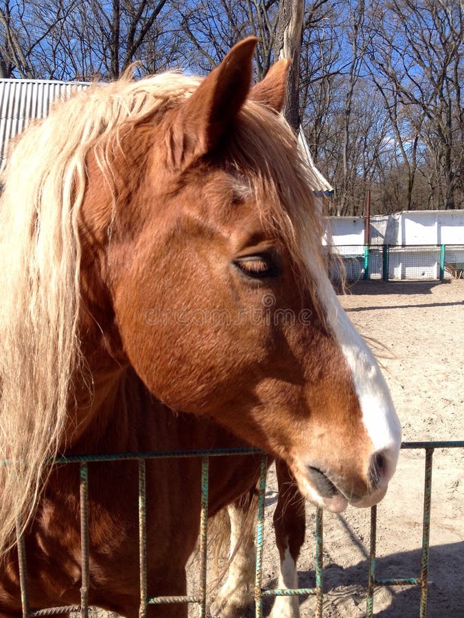 Stehendes Pferd getrennt stockbild. Bild von leute, kastanie - 60867059