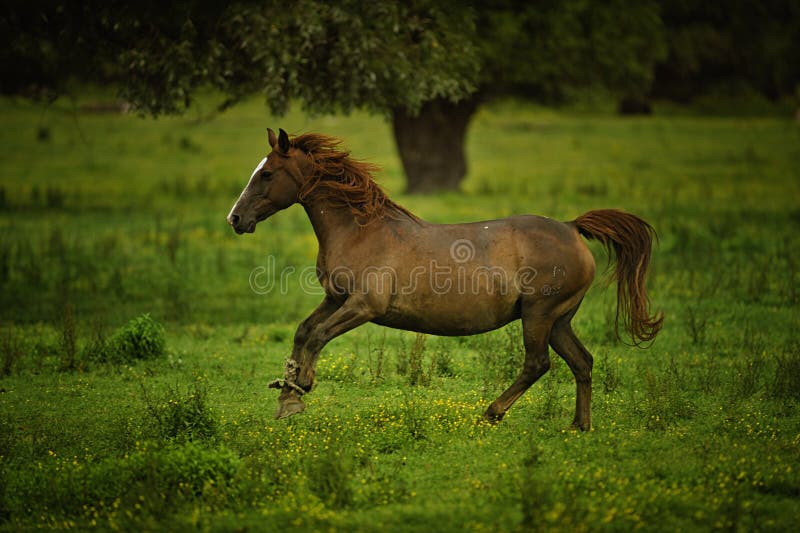 Stehendes Pferd getrennt stockbild. Bild von laufen, blumen - 72627953