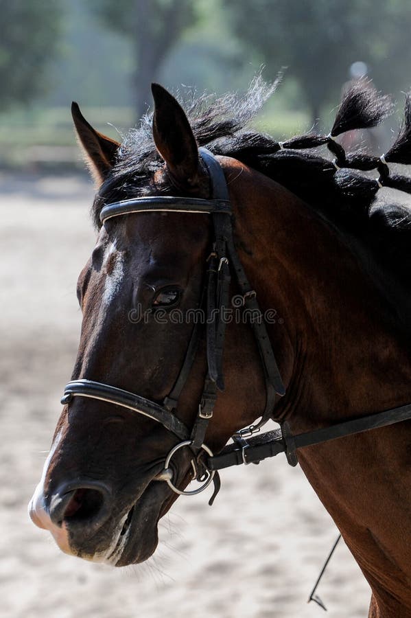 Stehendes Pferd getrennt stockbild. Bild von mann, schacht - 60867059