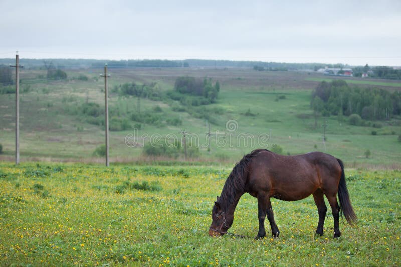 Stehendes Pferd getrennt stockfoto. Bild von himmel, braun - 84375466