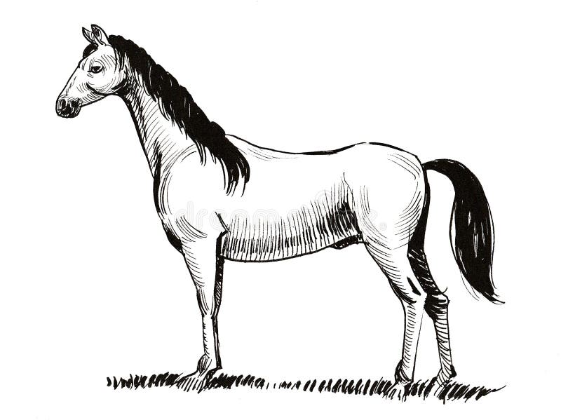Stehendes Pferd stock abbildung. Illustration von tier - 124144837