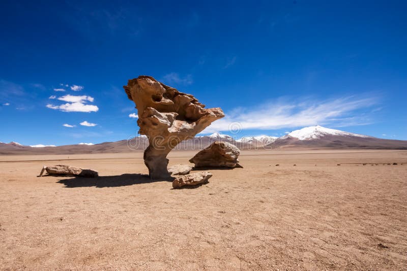 Steinbaum Arbol De Piedra Auf Der Hochebene Altiplano, Bolivien ...