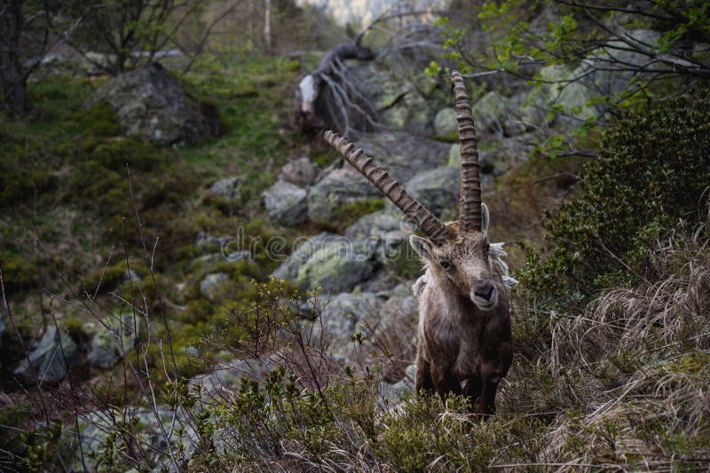 Steinbock Den Alpina Stenbocken Arkivfoto - Bild av sten, hotad: 31697868