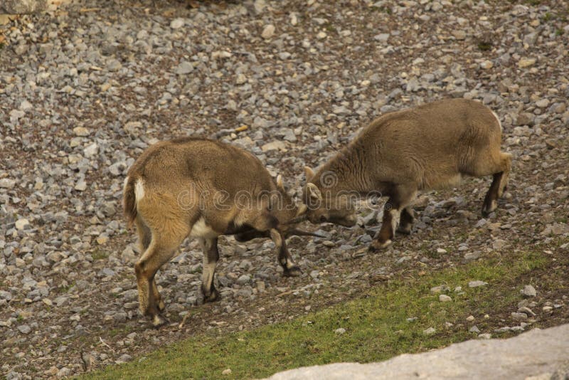 Ibex Fight on the Rock. Alpine Ibex, Capra Ibex, Animals in Nature ...