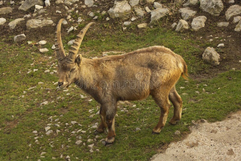 Ibex Fight on the Rock. Alpine Ibex, Capra Ibex, Animals in Nature ...