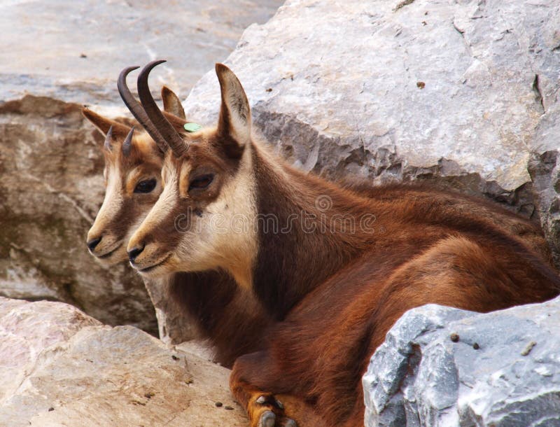 Steinbok stock photo. Image of nature, izzard, wildlife - 14111846