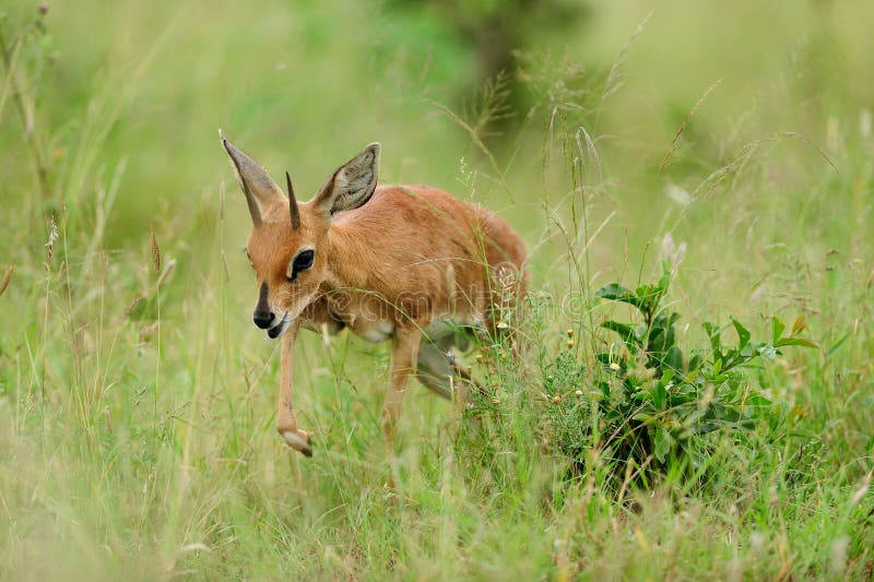 Steinbok in the wilderness stock image. Image of african - 175327801