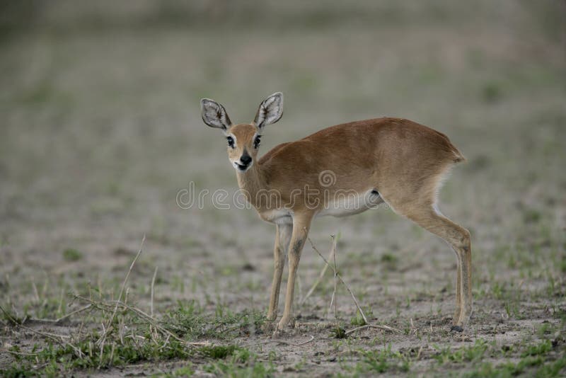 Steinbuck, Raphicerus Campestris Stock Image - Image of animal ...