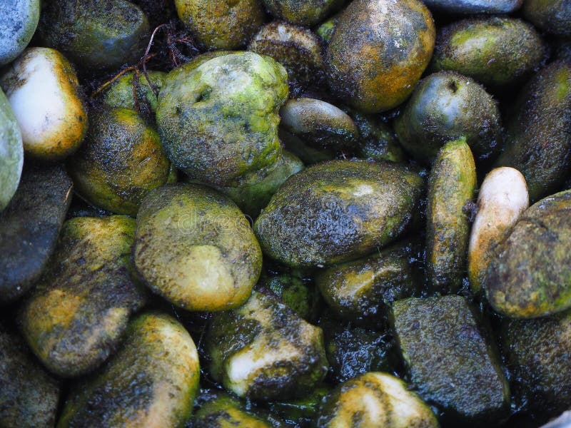 Steine Unter Wasser Mit Moos Stockfoto - Bild von nave, küstenlinie ...