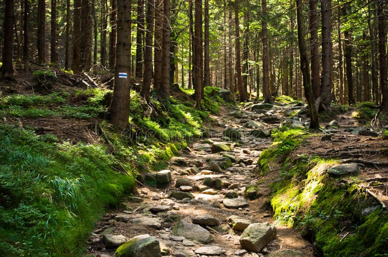 Steiniger Weg im Wald stockfoto. Bild von leuchte, wandern - 36889554