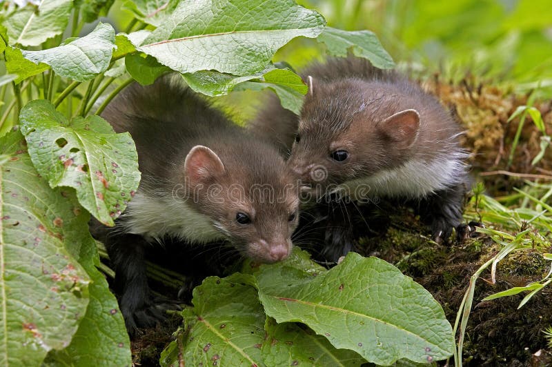 Steinmarder Oder Buchen-Marder, Martes Foina, Junge Stockfoto - Bild ...