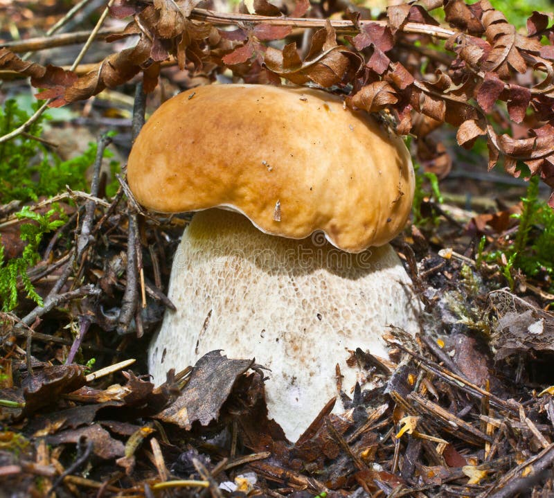 Polnischer Pilz U. X28; Boletus Badius& X29; , Einer Der Essbaren Pilze ...