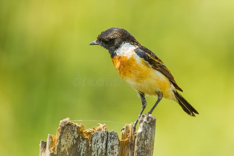Stejneger s Stonechat stock photo. Image of forest, ground - 38428858