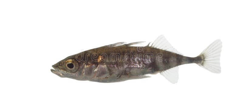 Stekelbaars Op Witte Achtergrond Stock Afbeelding - Image of algen ...