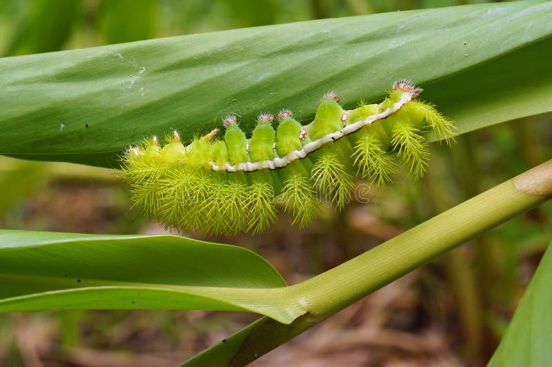 Stekelige Groene Rups Op Een Blad Stock Afbeelding - Image of amerika ...