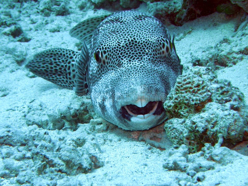 Pesce Palla Della Stella All'isola Di Surin Immagine Stock - Immagine ...