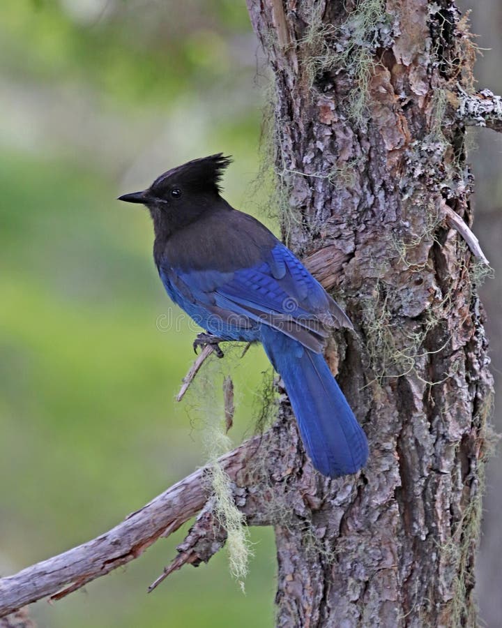 Stellar Blue Jay on Tree Branch Alaska Stock Image - Image of western ...