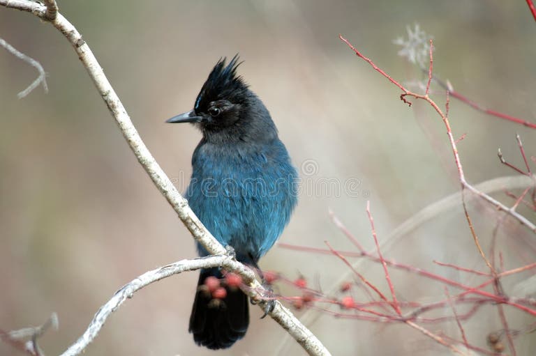 Stellar Jay stock photo. Image of bird, spring, nature - 18090354