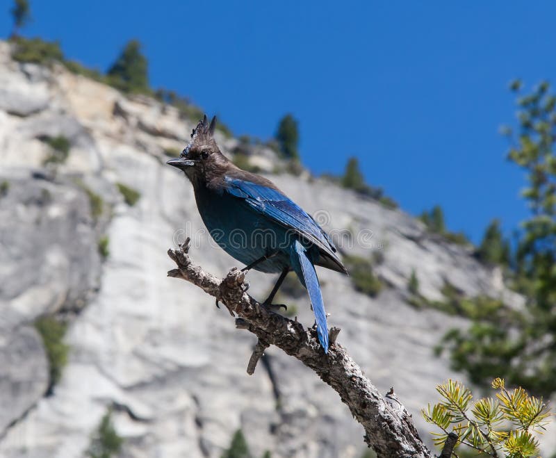 Stellar Jay stock image. Image of coast, outdoors, cyanocitta - 25215901