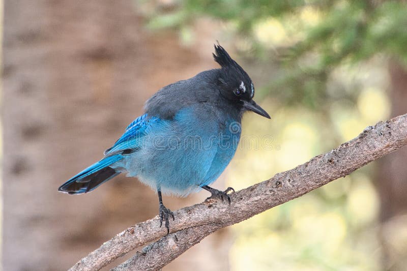 Stellar Jay stock image. Image of mountains, colorado - 293503213