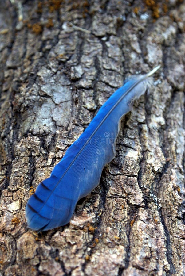 Stellar Jay Feather stock image. Image of tree, soft, bird - 6120075
